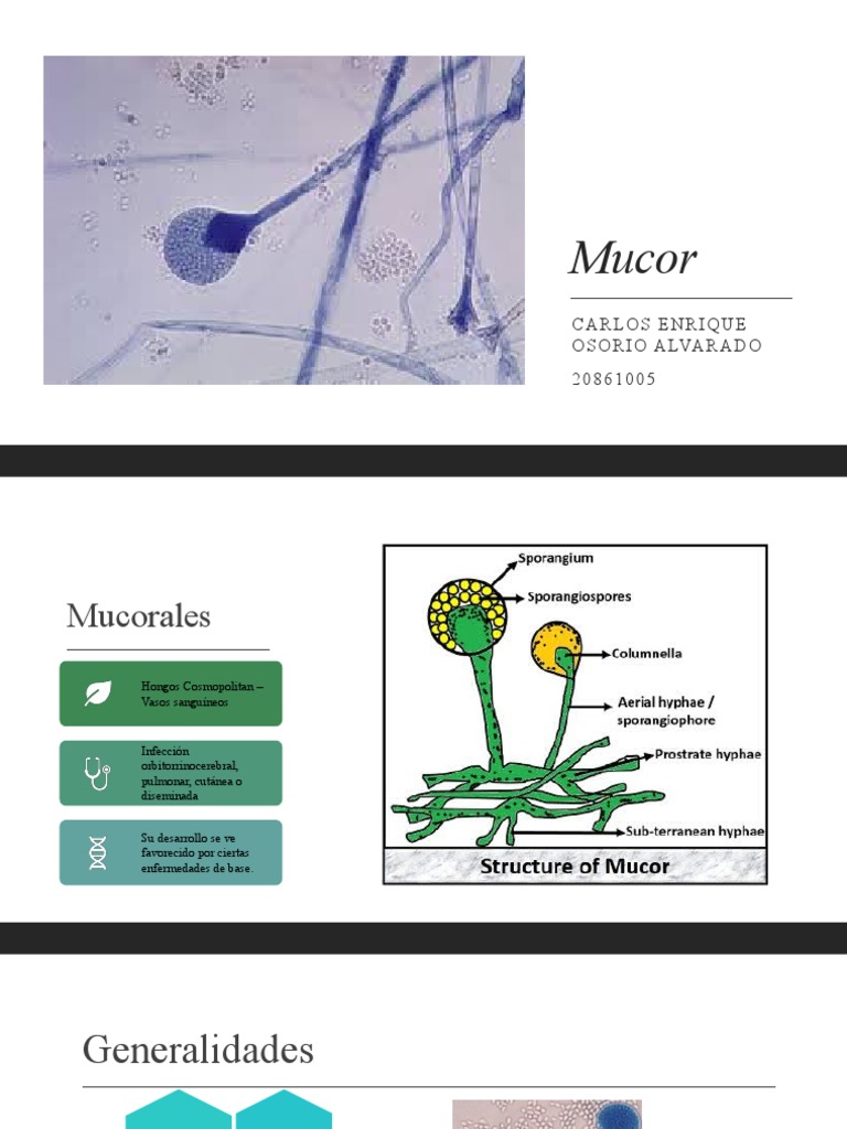 Mucor | PDF | Medicina CLINICA | Epidemiología