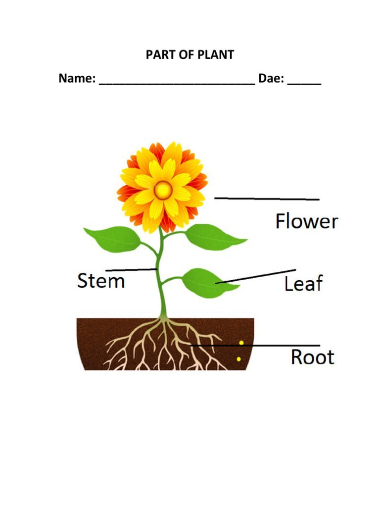Plant Parts Identification Form | PDF | Technology & Engineering