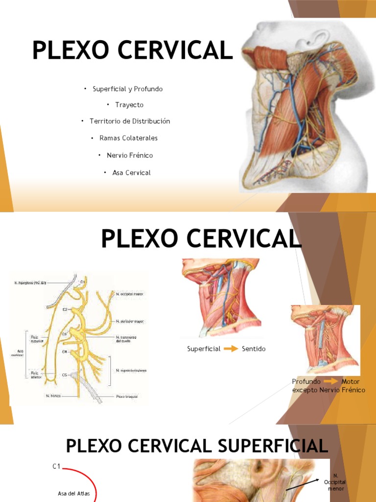Anatomía del Plexo Cervical | PDF