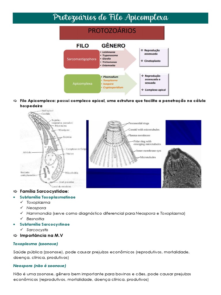 Filo Apicomplexa - Parasitologia Veterinária | PDF | Ciências da Vida ...