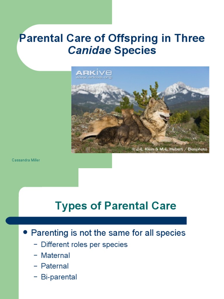 Parental Care of Offspring in Three: Canidae Species | PDF | Pack ...