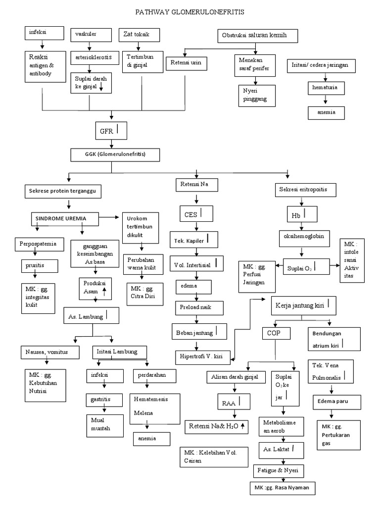 Pathway Glomerulonefritis | PDF