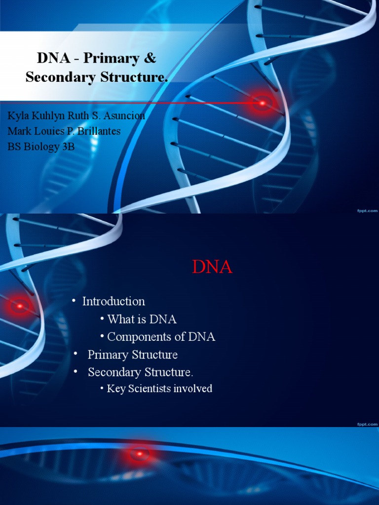 DNA - Primary & Secondary Structure.: Kyla Kuhlyn Ruth S. Asuncion Mark ...