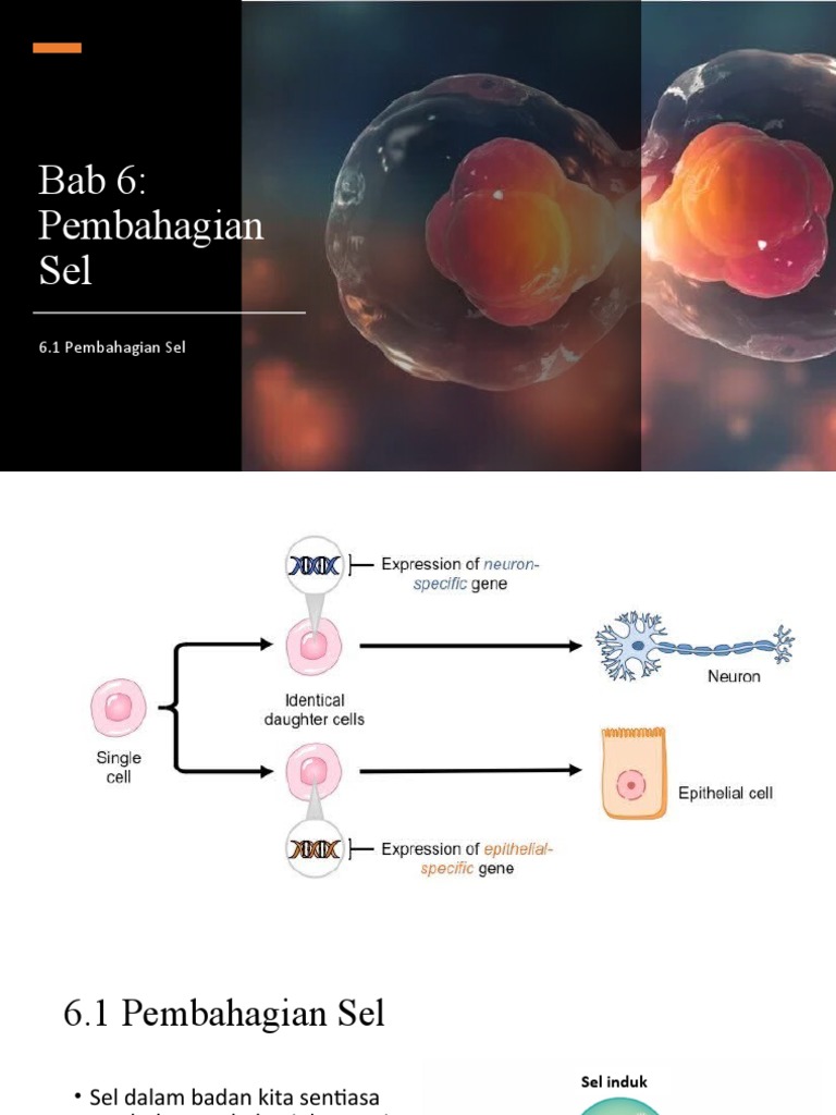 6.1 Pembahagian Sel Dan 6.2 Kitar Sel Dan Mitosis | PDF