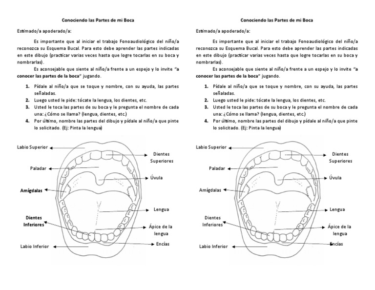 1 Conociendo Las Partes de Mi Boca MM | PDF | Boca | Rasgos faciales