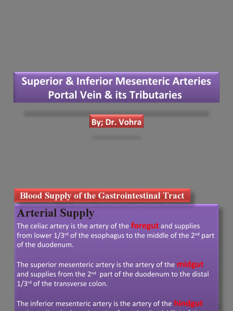 Mesenteric Arteries and Portal Vein Anatomy | PDF | Large Intestine | Vein