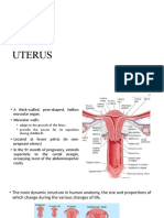Anatomy of The Cervix, Squamocolumnar Junction, Metaplastic Change and ...