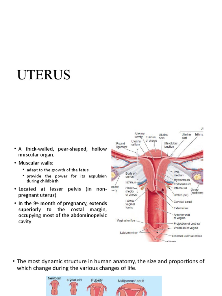Anatomy of Uterus and Vagina and Pudendum | PDF | Uterus | Vagina