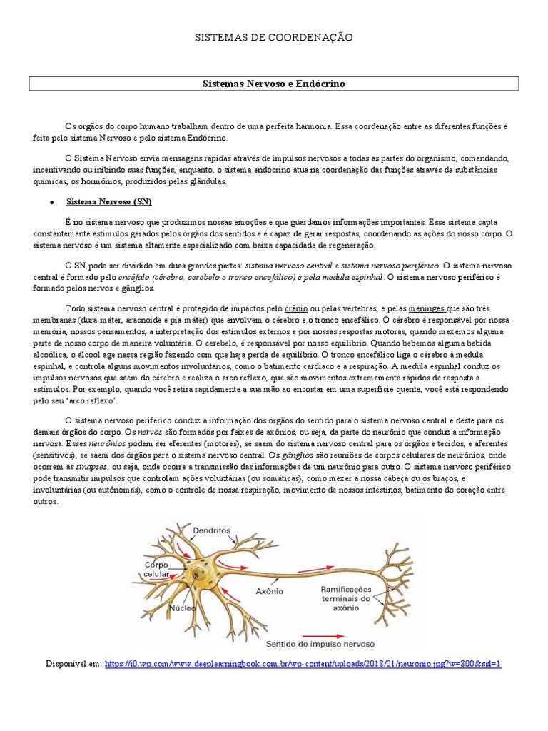 Sistemas De Coordenação Pdf Sistema Nervoso Cérebro
