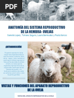 Aparato Reproductor Del Cerdo Hembra y Macho | PDF | Semen | Testículo
