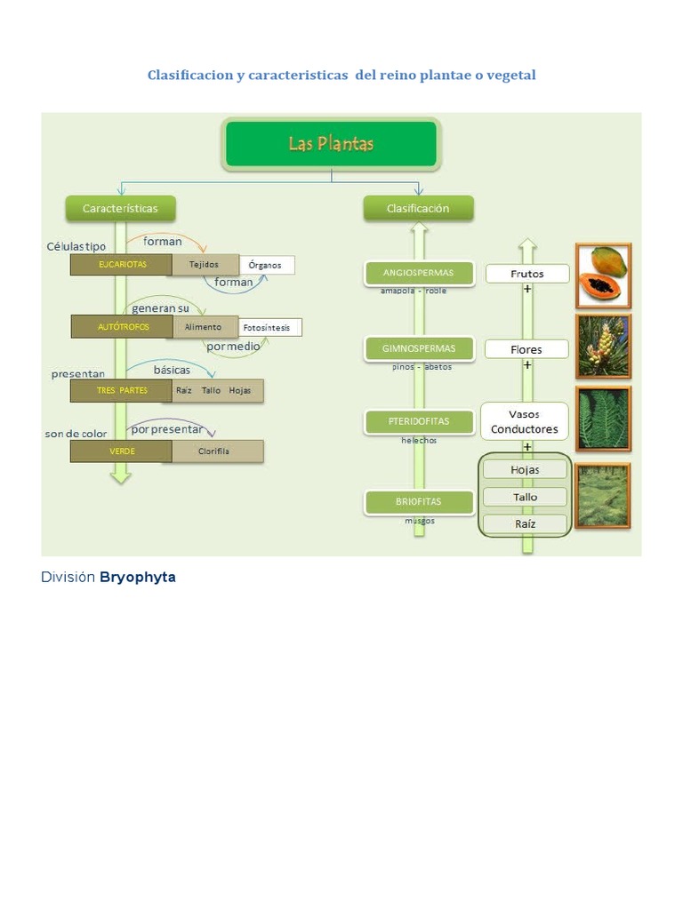 Clasificacion y Caracteristicas Del Reino Plantae o Vegetal | PDF ...
