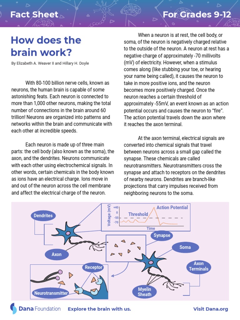 How Does The Brain Work?: For Grades 9-12 Fact Sheet | PDF | Neuron | Brain