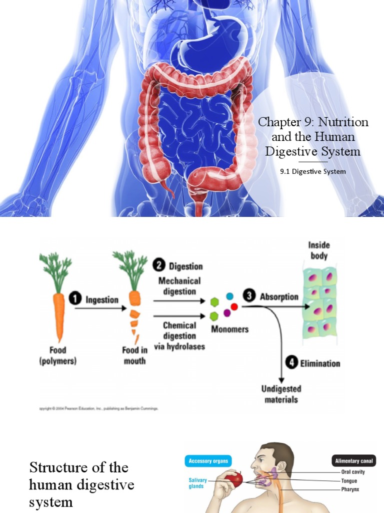 Chapter 9: Nutrition and The Human Digestive System | PDF | Digestion ...