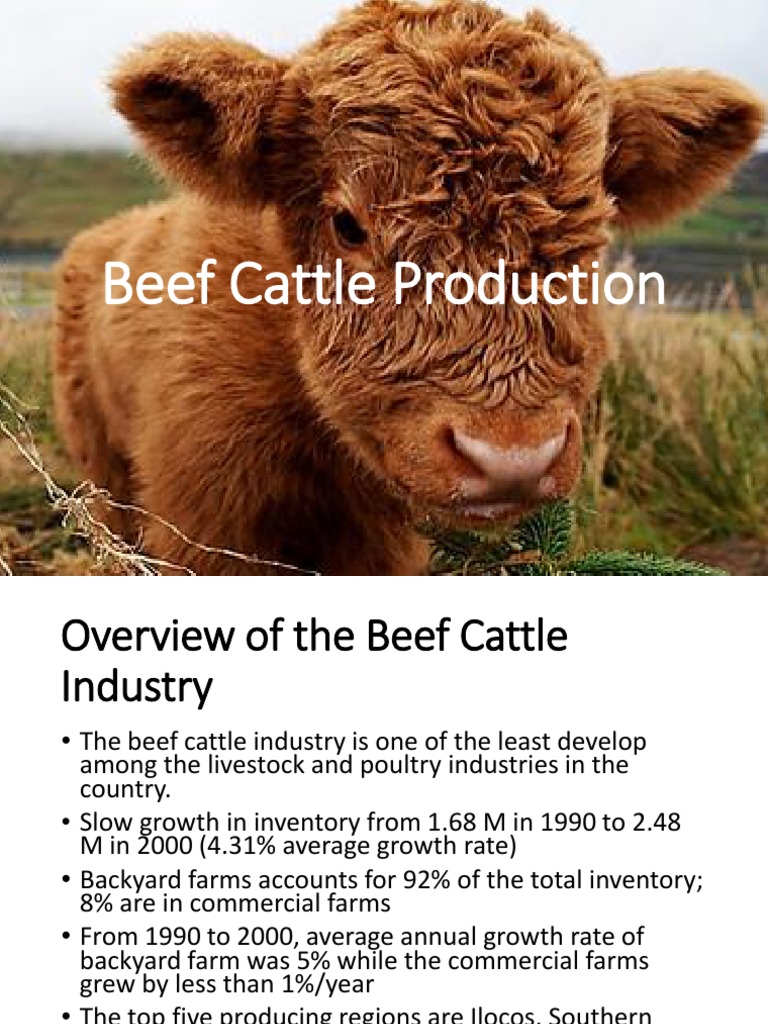Beef Cattle Production in the Philippines | PDF | Dairy Cattle | Cattle