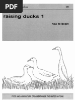 Duck Life Cycle: Stages Explained | PDF | Duck | Egg