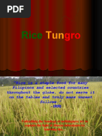 Common Insects of Common Crops in The Philippines | PDF