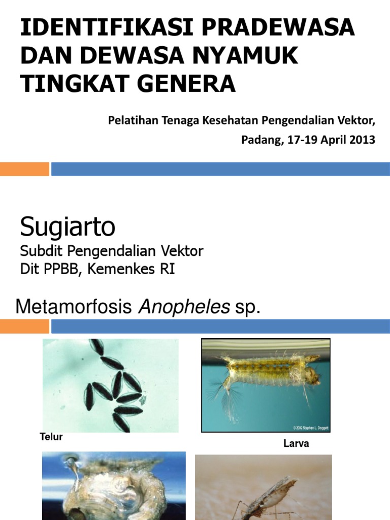 Ento - Identifikasi Nyamuk Tingkat Genera | PDF | Kajian Bahasa Asing | Sains & Matematika