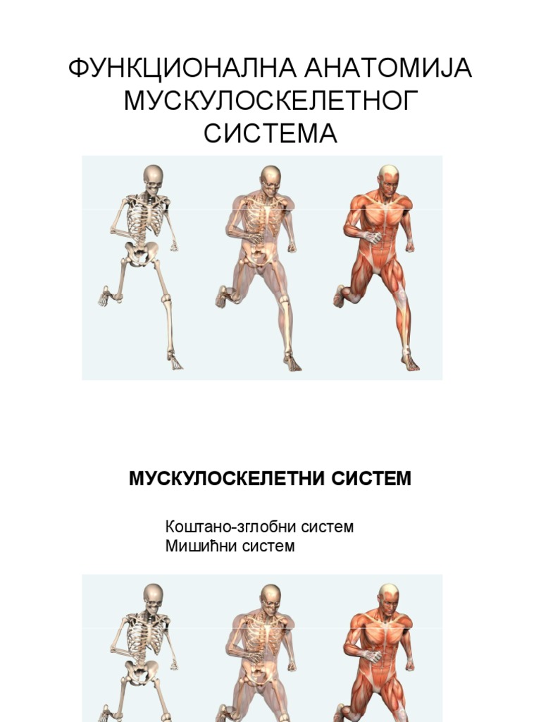 Anatomija | PDF