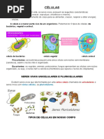 6 Ano - Ativ 3 - Organelas | PDF