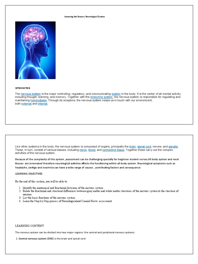 Neuron Structure and Function Overview | PDF | Nervous System | Central ...