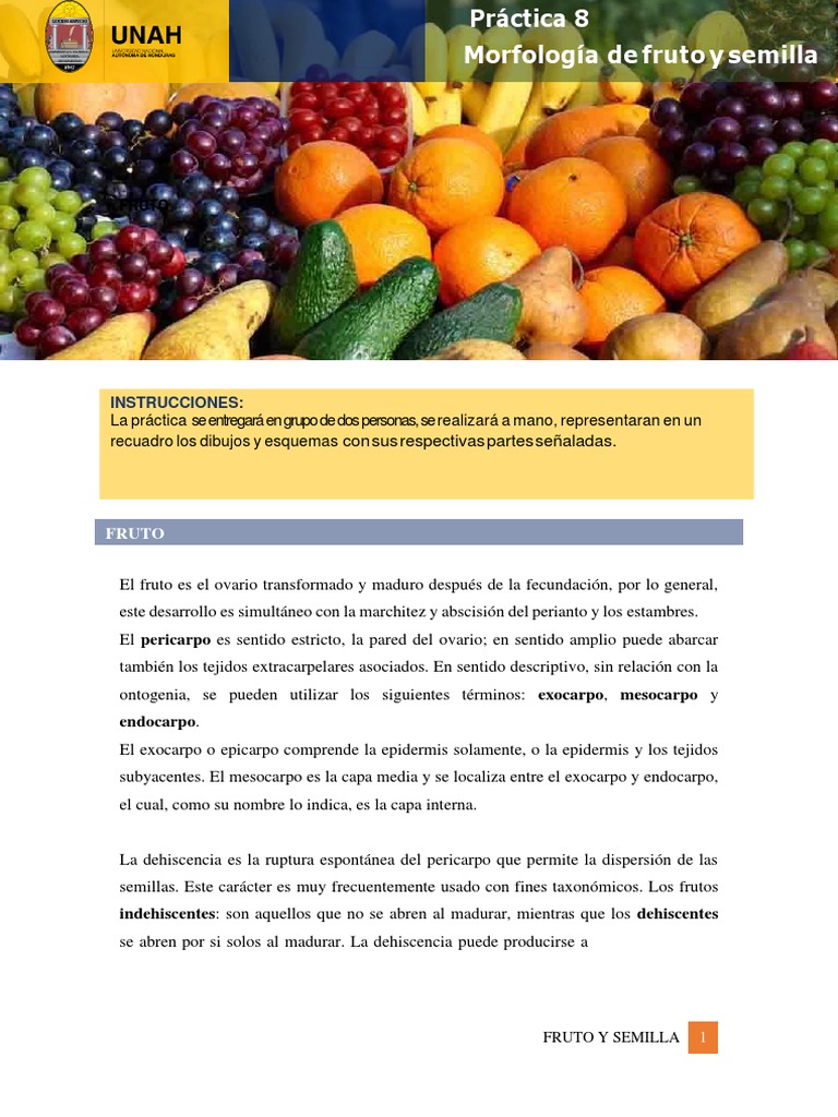 Práctica 8 - Fruto y Semilla - II-2021 | PDF | Fruta | Plantas