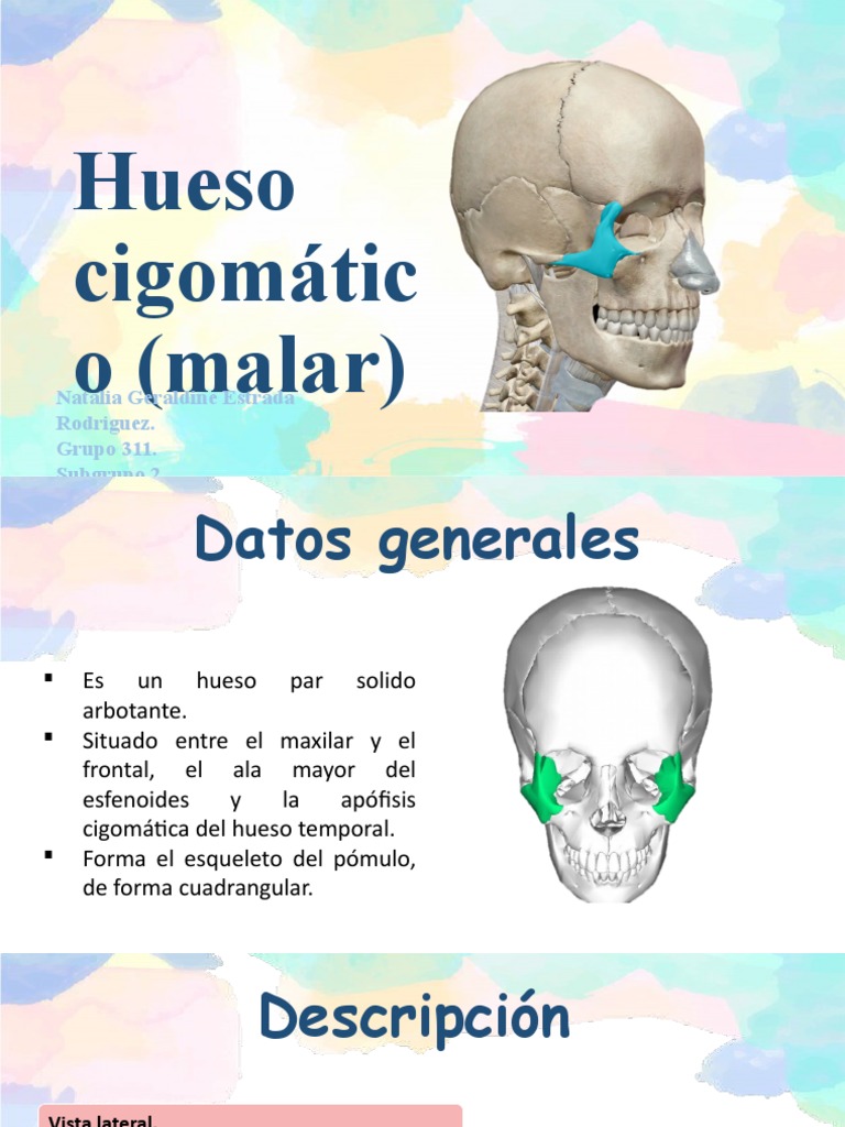 Hueso Cigomatico (Malar) | PDF