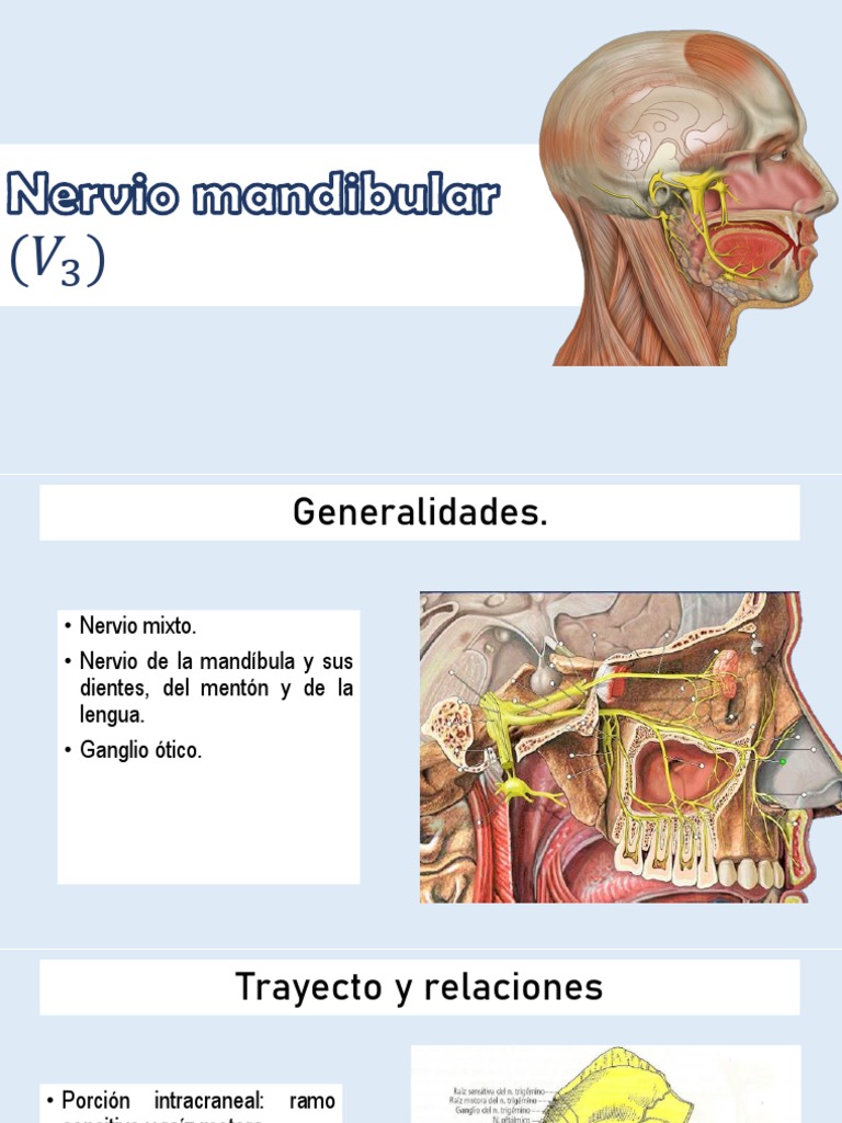 Nervio Mandibular 〖 (v〗 - 3) | PDF