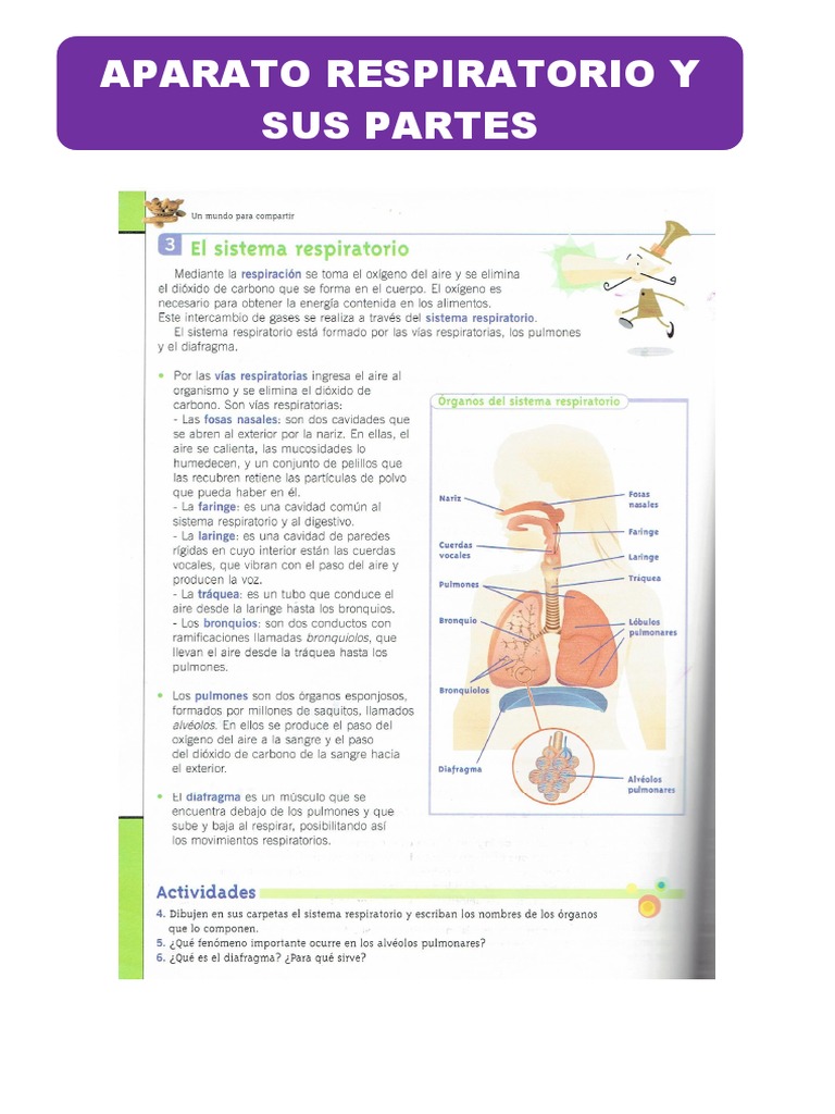 Sistema Respiratorio Quinto | PDF