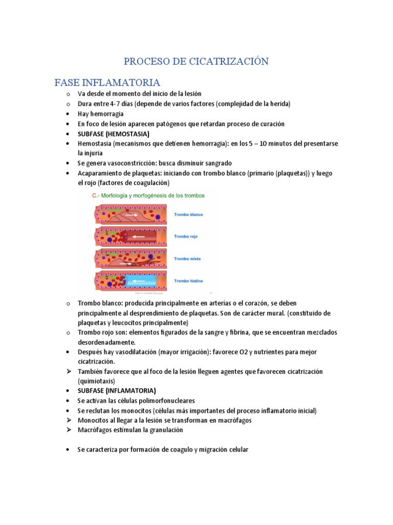 Fases del Proceso de Cicatrización | PDF | Cicatrización de la herida ...