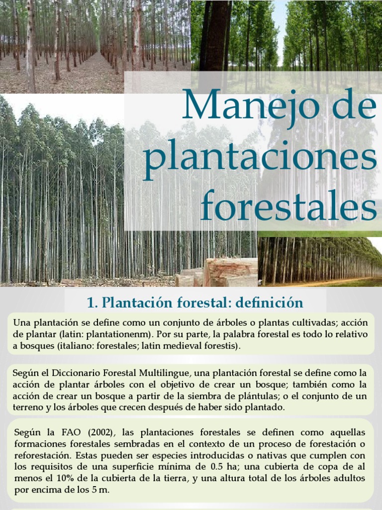 Manejo y tipos de plantaciones forestales | PDF | Los bosques | Arboles