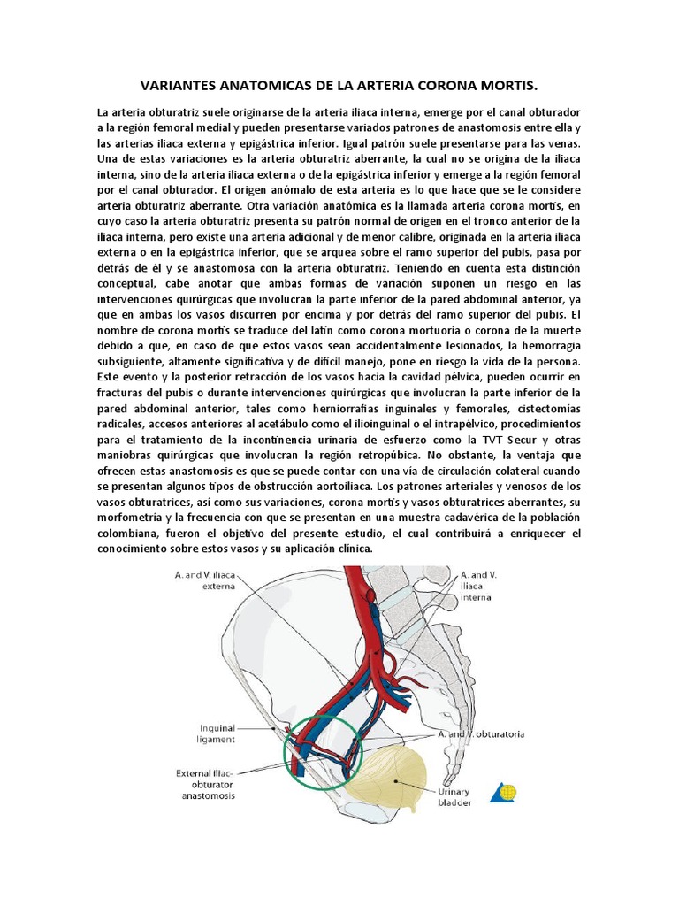 Variantes Anatomicas de La Arteria Corona Mortis | PDF | Artería | Abdomen