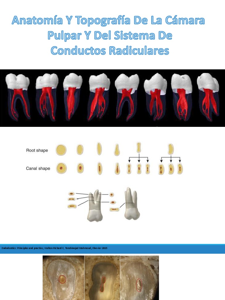 Anatomia Radicular Endodoncia | PDF | Plantas | Ramas de la botánica