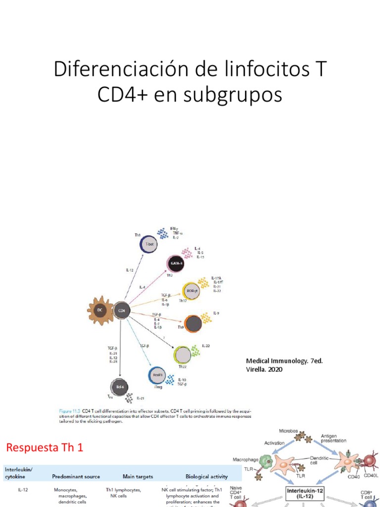 Diferenciación de Linfocitos T CD4+ en Subgrupos-Fusionado | PDF | Célula T | Sistema inmune