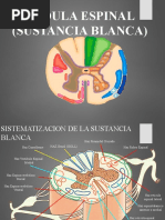 Tracto Rubroespinal | PDF | Cerebro | Neuroanatomía