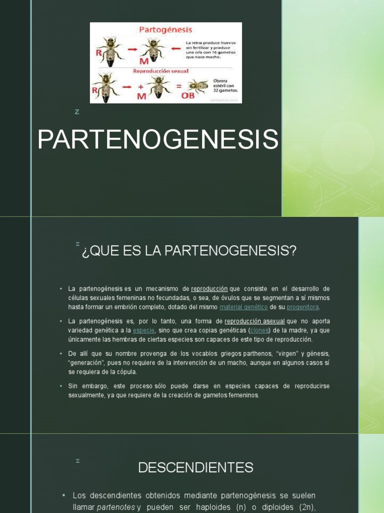 PARTENOGENESIS | PDF | Reproducción | Biología