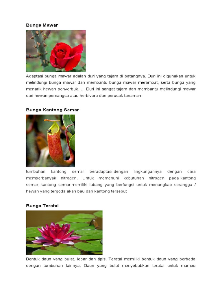 Adaptasi dan Struktur Bunga Mawar | PDF