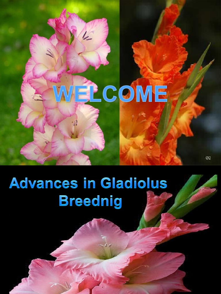 Advances in Gladiolus Breeding | PDF | Plant Breeding | Flowers