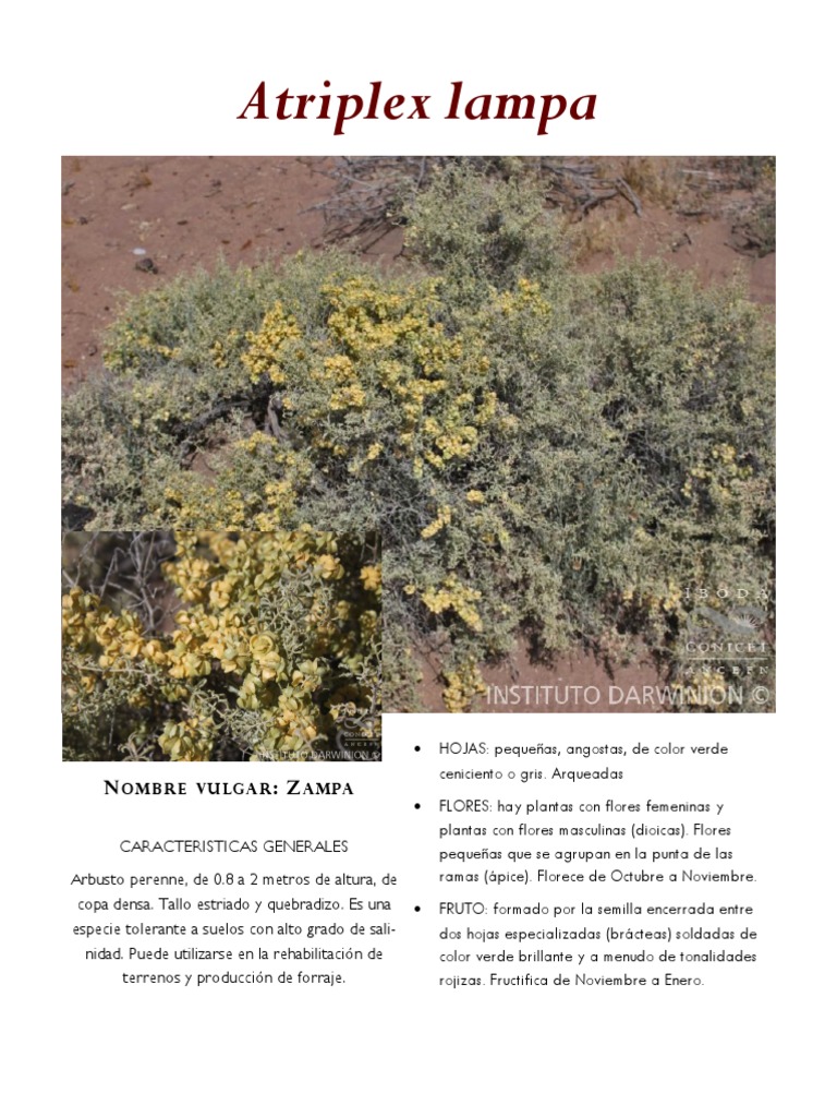 Atriplex | PDF | Hogar, jardinería y bricolaje