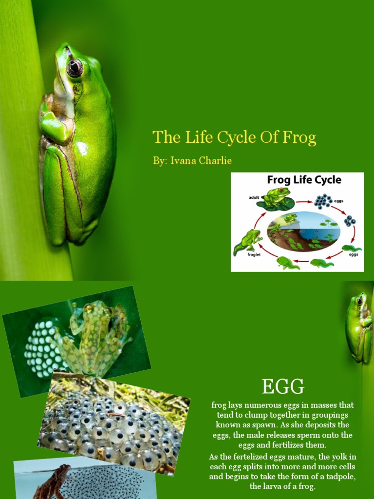 Frog Life Cycle English | PDF