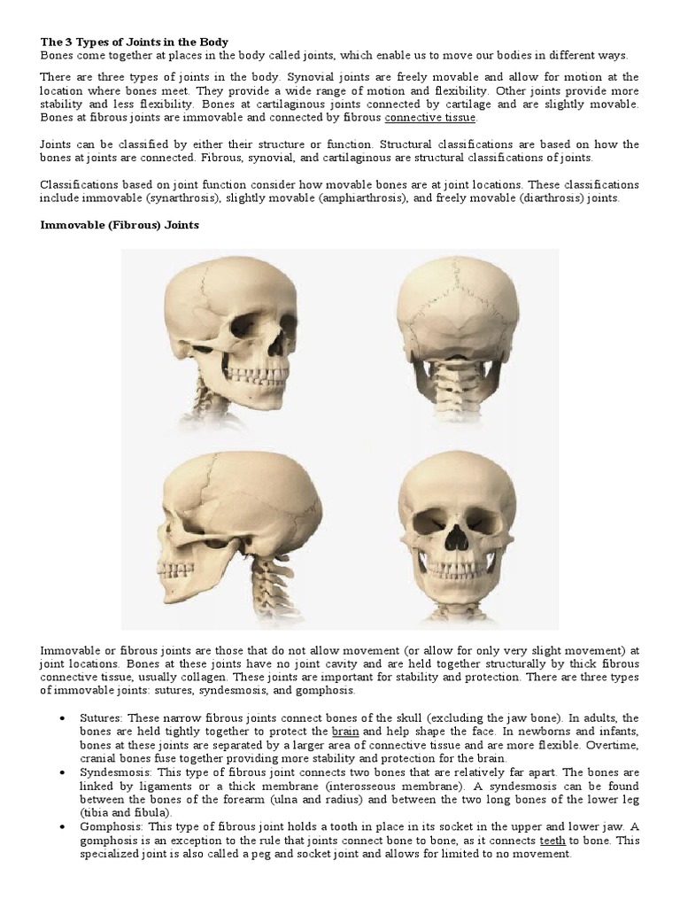 The 3 Types of Joints in The Body | PDF | Cartilage | Joint