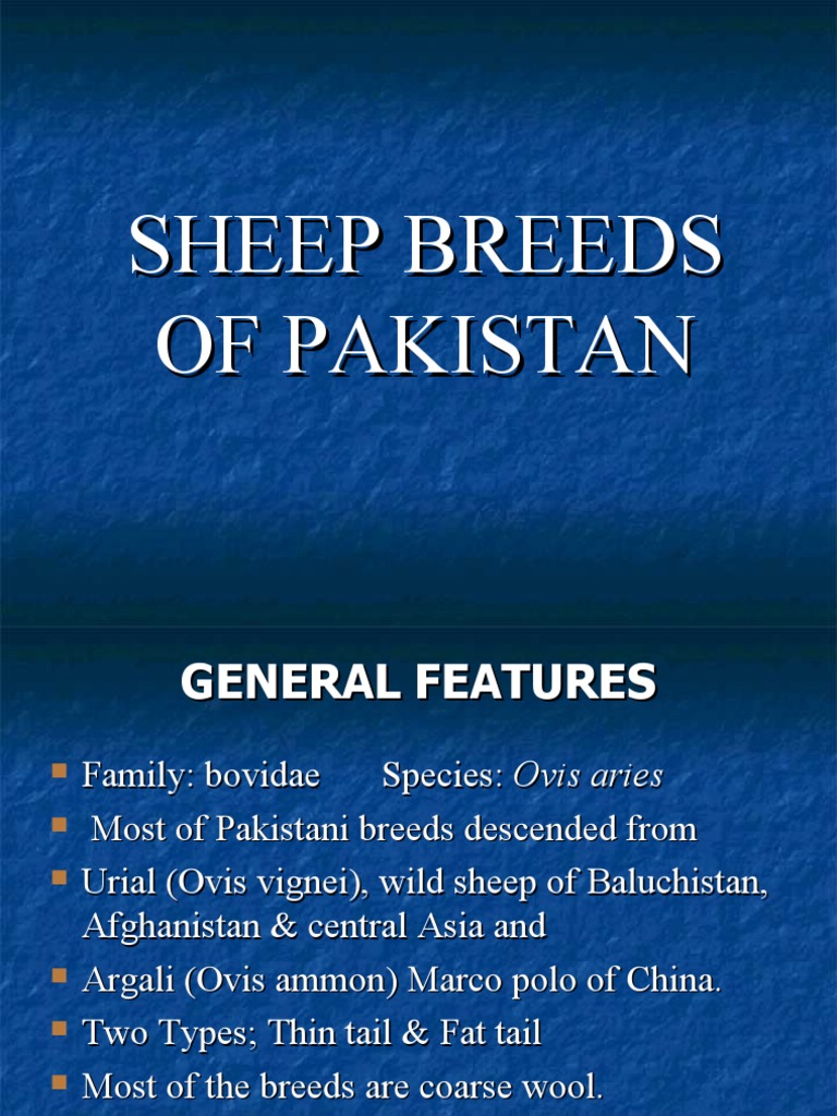 Sheep Breeds of Pakistan | PDF | Khyber Pakhtunkhwa | Ovis