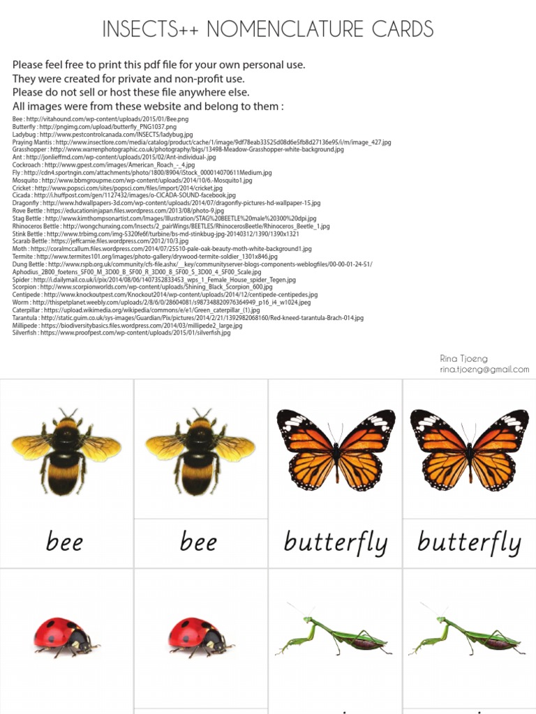 Insects Nomenclature Cards | PDF | Beetle | Insects