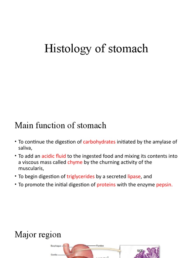 Histology of Stomach | PDF | Stomach | Digestion