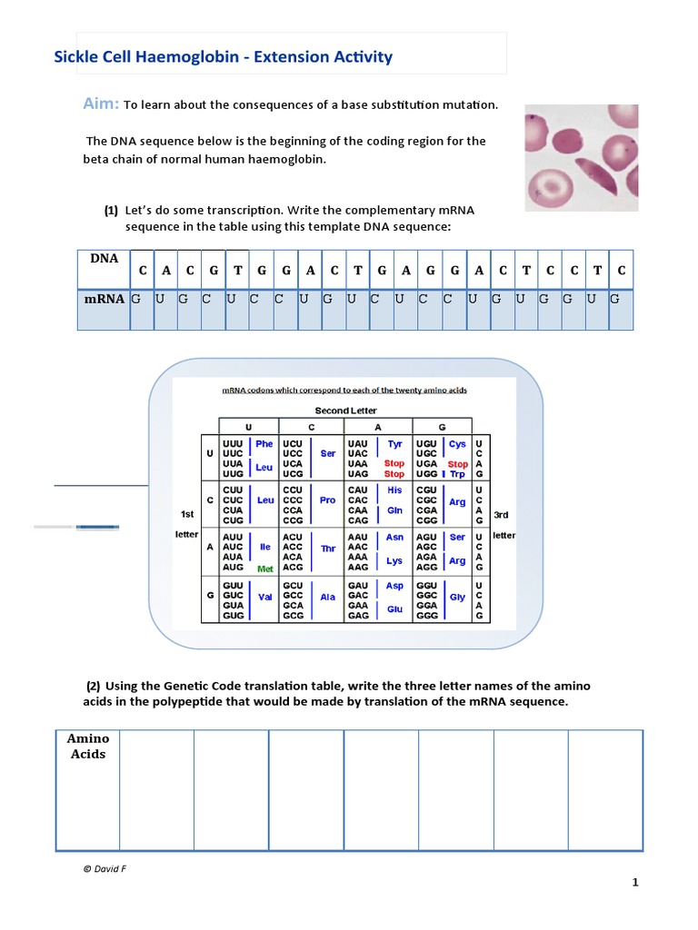 Sickle Cell Haemoglobin - Extension Activity | PDF | Genetic Code ...