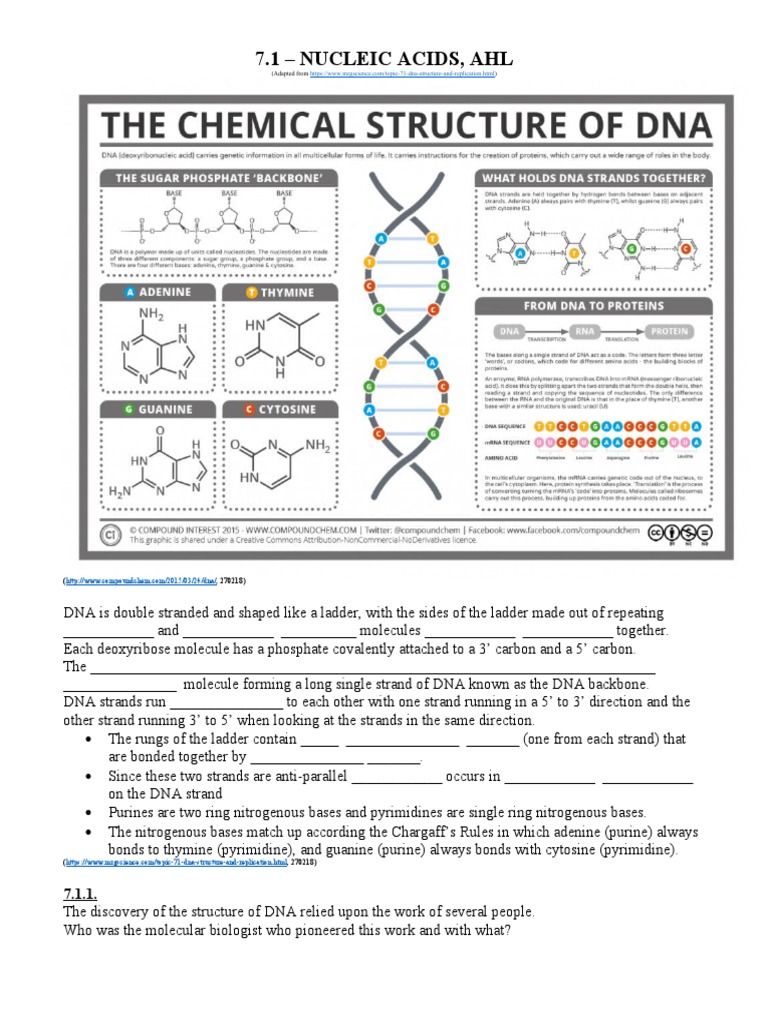 7.1 - Nucleic Acids, Ahl: (Adapted From) | PDF | Dna Replication | Dna