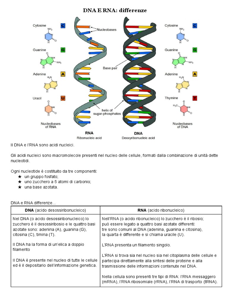 DNA E RNA: Differenze | PDF