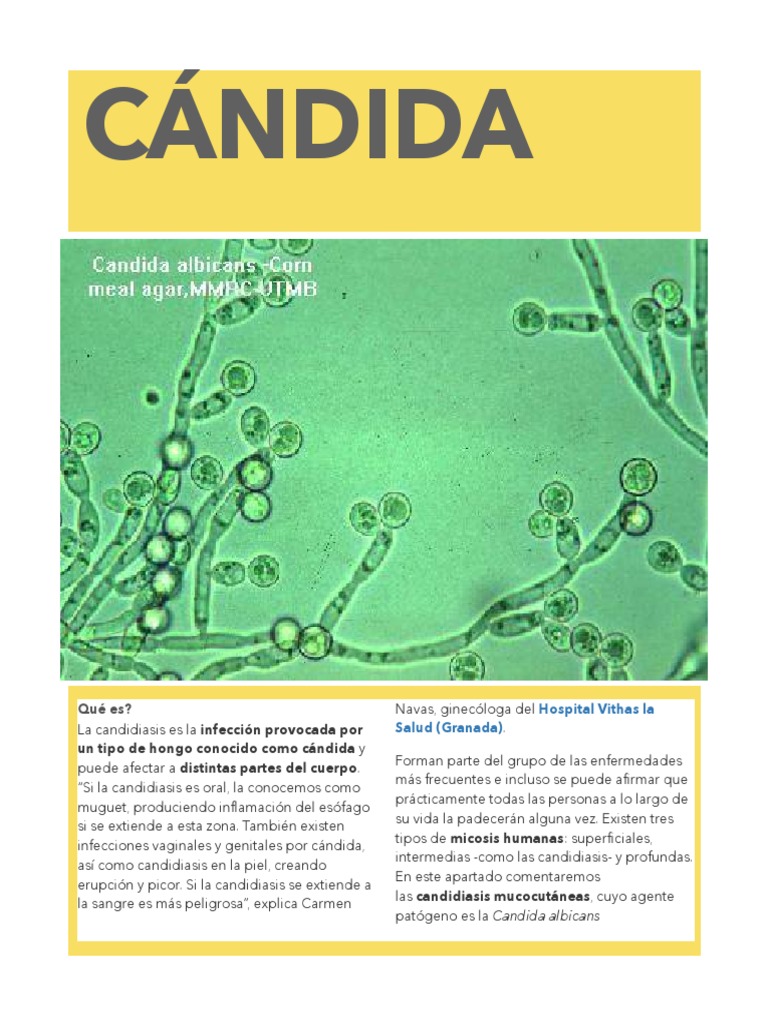 Cándida | PDF | Candidiasis | Candida (hongo)