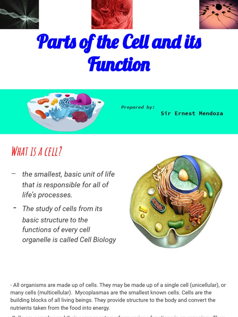 Cell Parts and Their Functions Explained | PDF | Cell (Biology ...