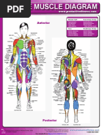Human Muscle Anatomy Chart | PDF | Human Leg | Arm
