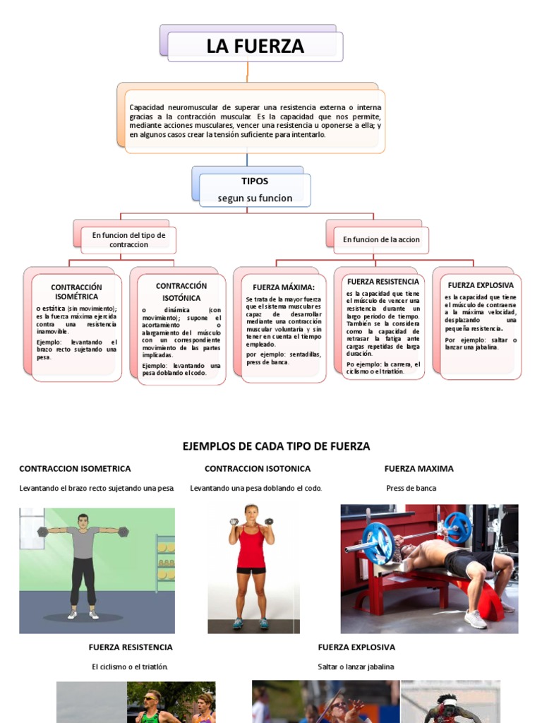 Mapa Conceptual La Fuerza | PDF | Contracción muscular | Músculo